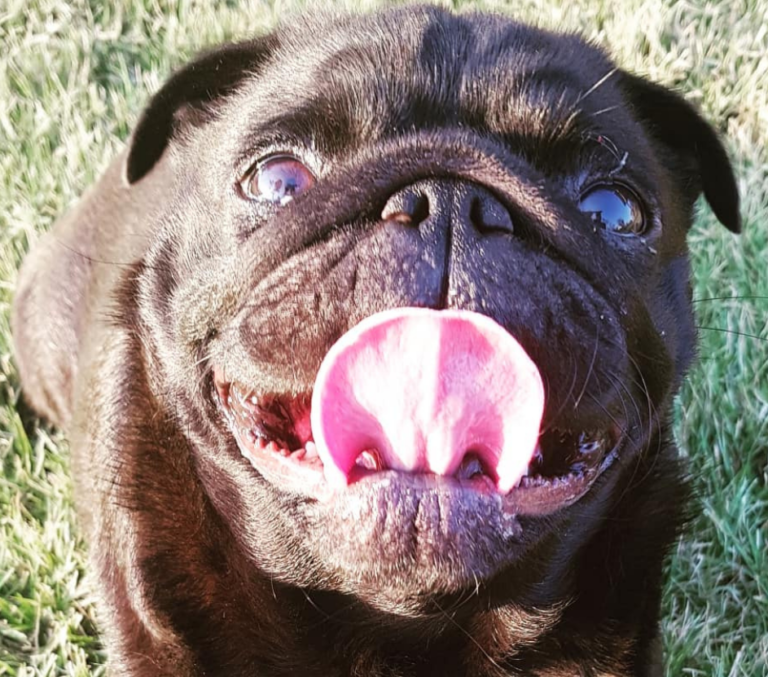 Brachycephalic Obstructive Airway Syndrome (BOAS) – Animalius