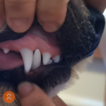 Malocclusions & Ball Therapy – Animalius