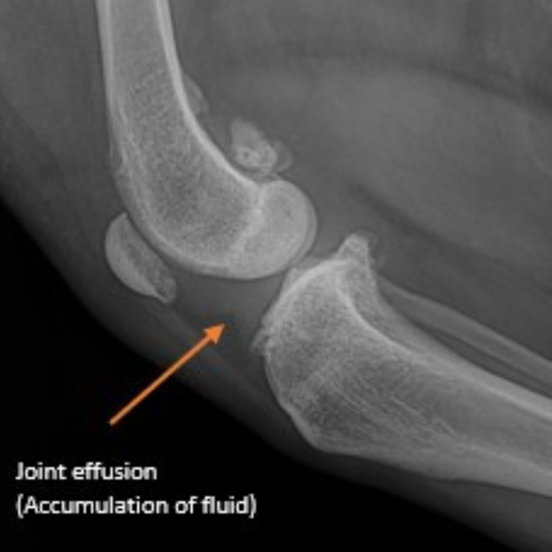 Cranial Cruciate Ligament Diseases – Animalius